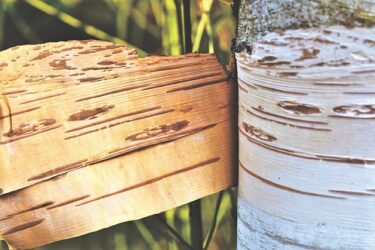 30 Plants You Can Grind Into Flour