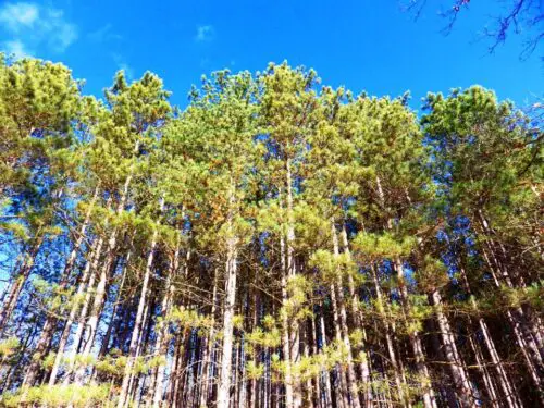 30 Plants You Can Grind Into Flour