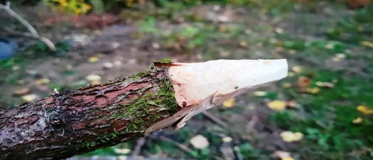 How to Build Your Own Self-Feeding Fire