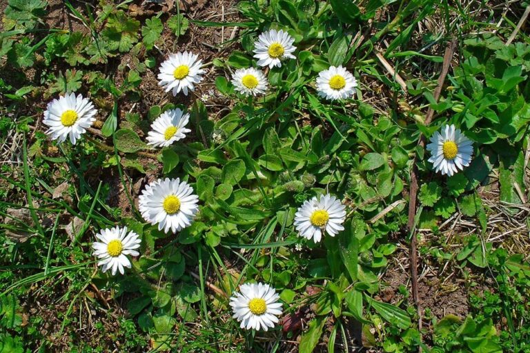30 Weeds You Should Stop Killing and Start Eating